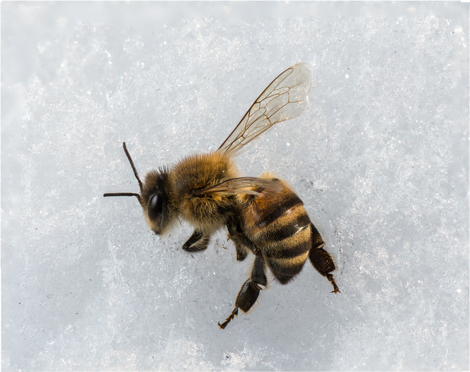 Le api muoiono in inverno con il freddo ? – Apicoltura Feri